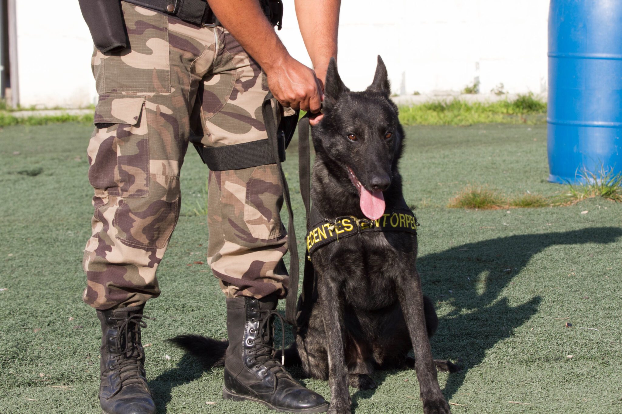Departamento de Operações com Cães auxilia operações do Ministério ...